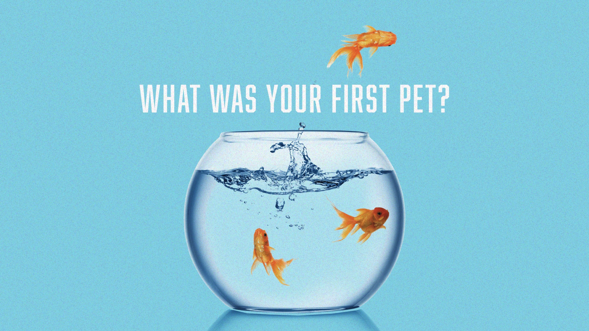 Social Graphics: First Pet Interaction - Church Visuals